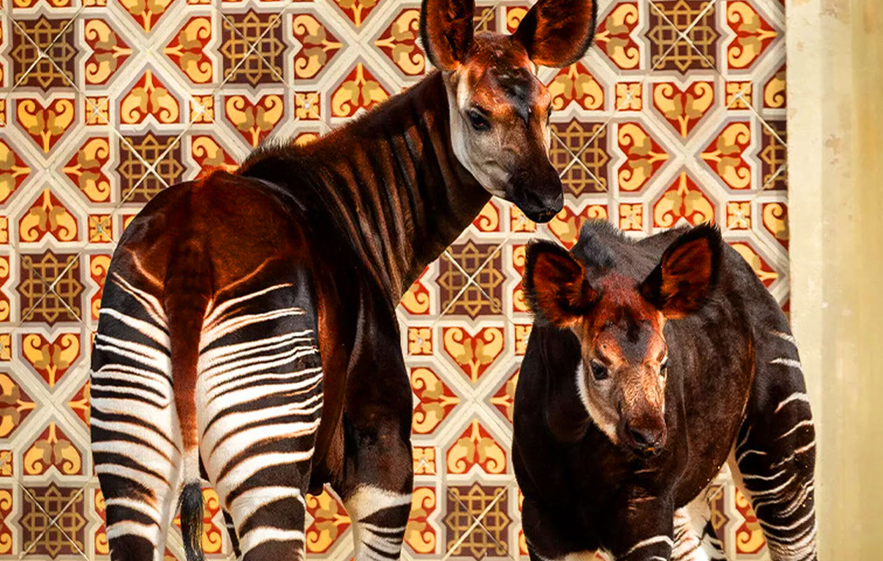 Billets pour ZOO d’Anvers ou ZOO Planckendael (2 pers.) | Misez et ...